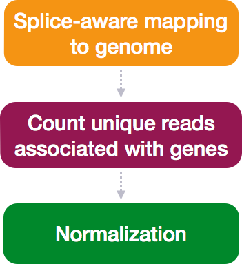 Count normalization with DESeq2 | Introduction to DGE